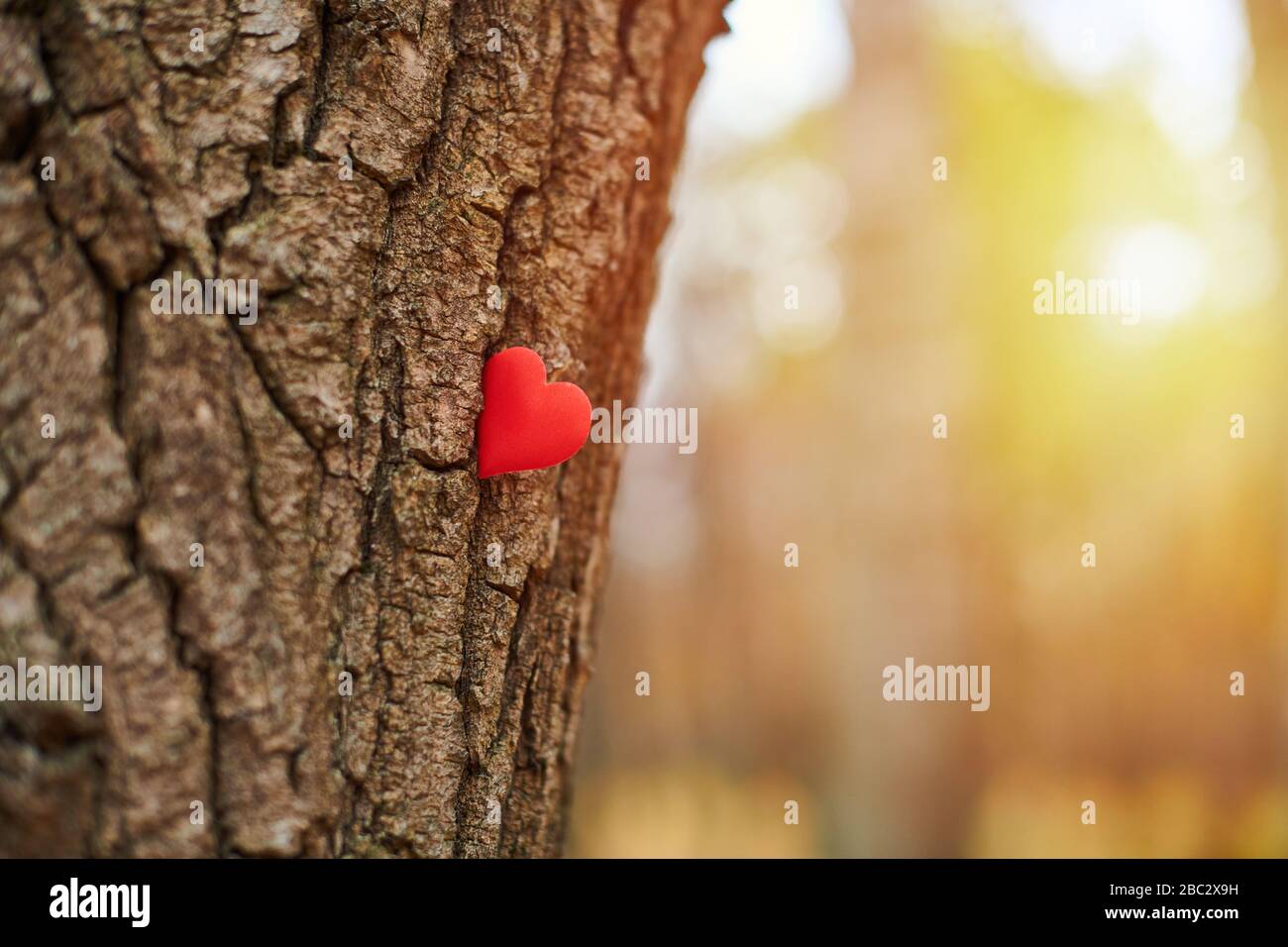 Heart on tree. Environment protection symbol, copy space. Arboriculture ...