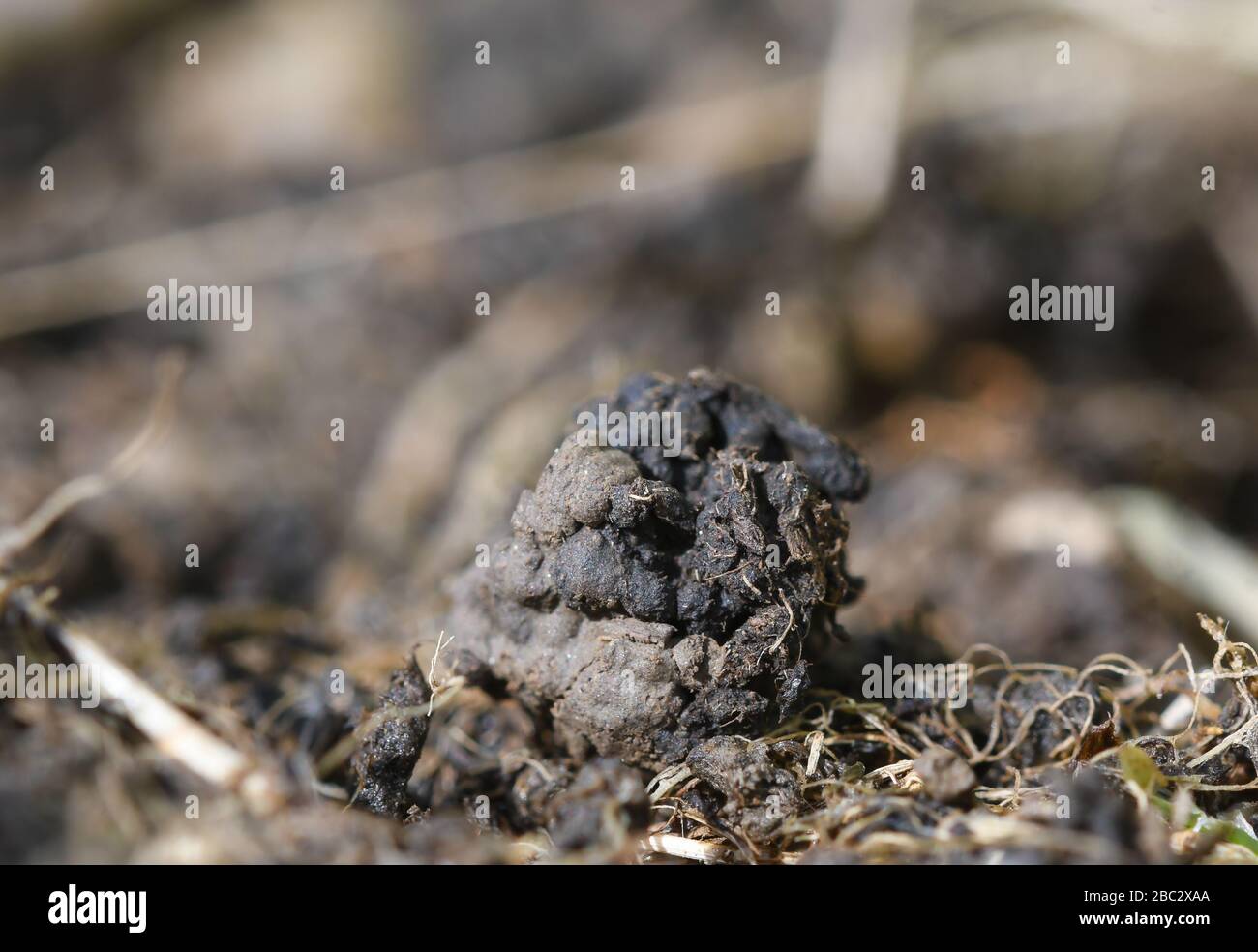 Worm cast hi-res stock photography and images - Alamy