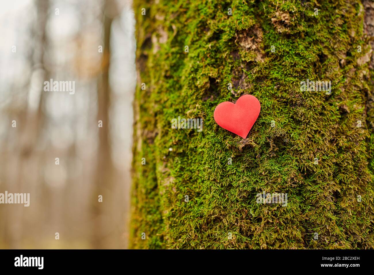 Heart on tree. Save forest and nature. Environment protection symbol ...