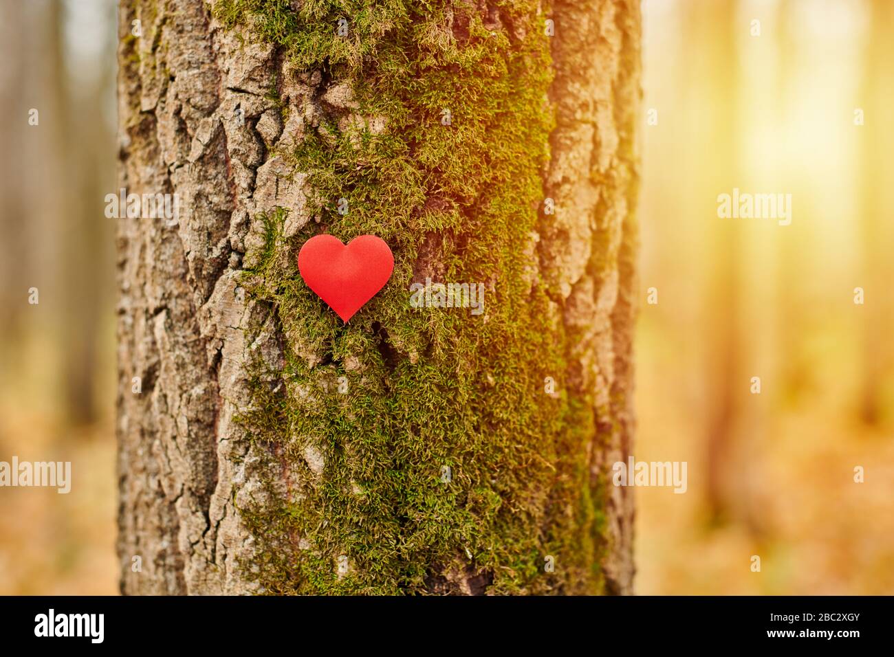 Heart on tree. Environment protection symbol, copy space. Deforestation ...