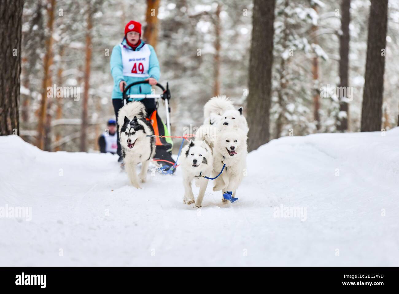 Sled dog racing. Samoyed sled dogs pull a sled with dog musher. Winter ...