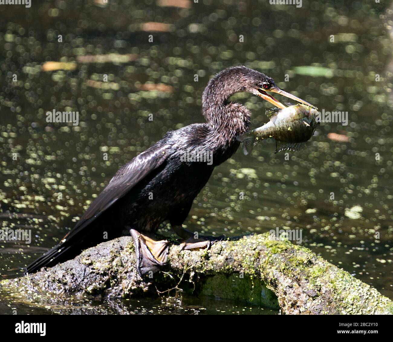 Anhinga bird close-up profile view standing on a log by the water with ...