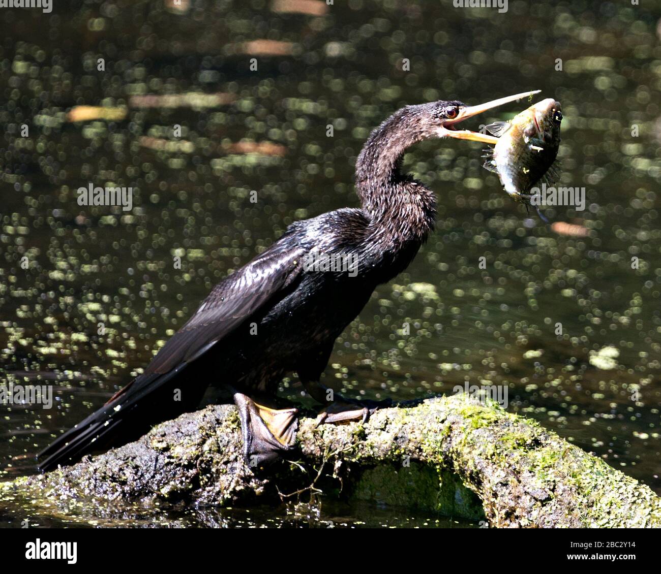 Anhinga bird close-up profile view standing on a log by the water with ...