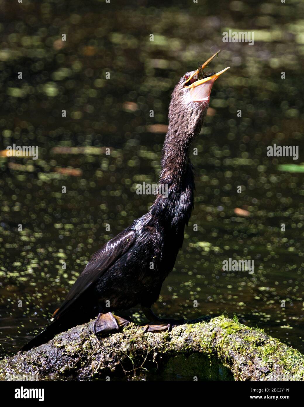 Anhinga bird close-up profile view with a fish in its beak looking ...