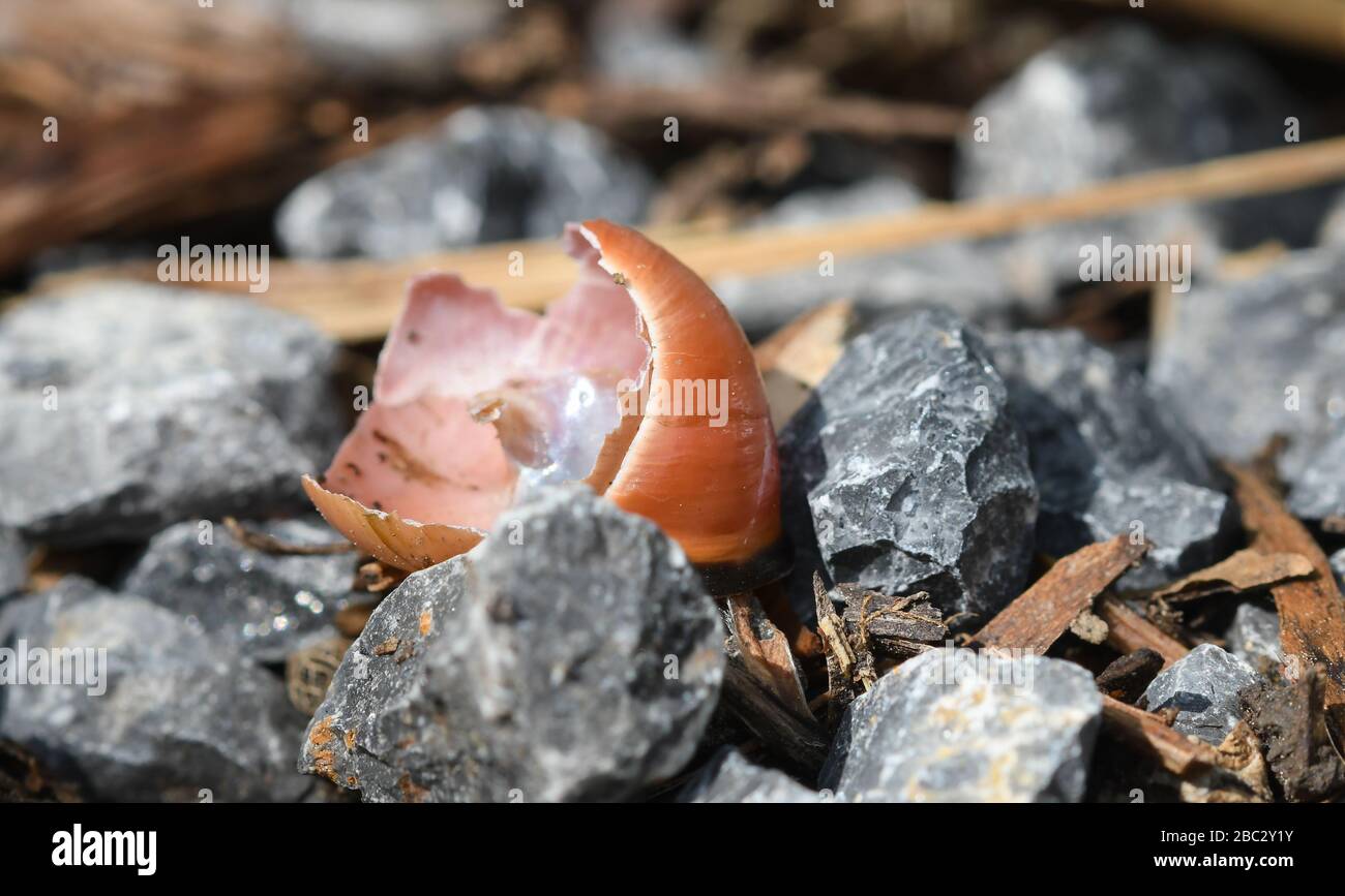 Snail shell broken by a thrush Stock Photo - Alamy