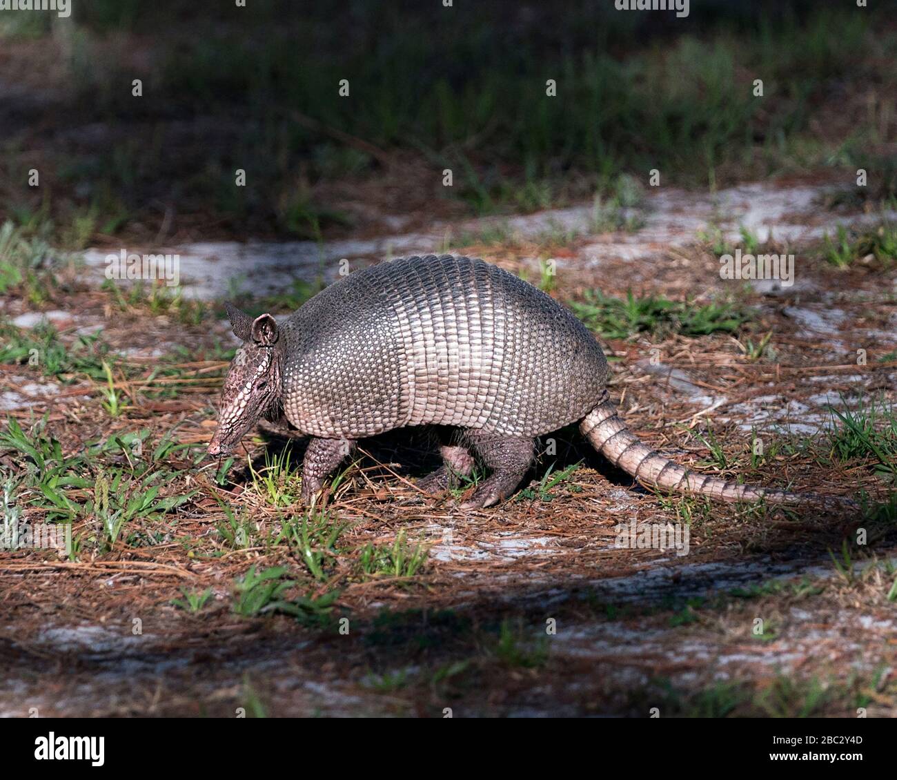 Armadillo animal close-up profile view in the field enjoying its ...
