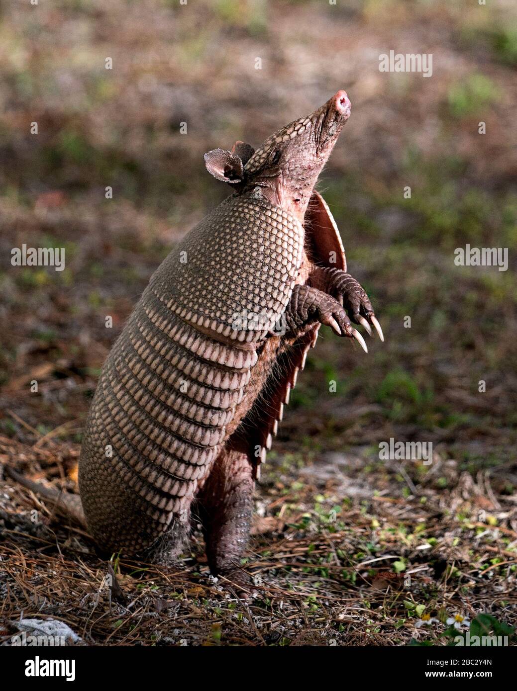 Armadillo animal close-up profile view in the field enjoying its ...