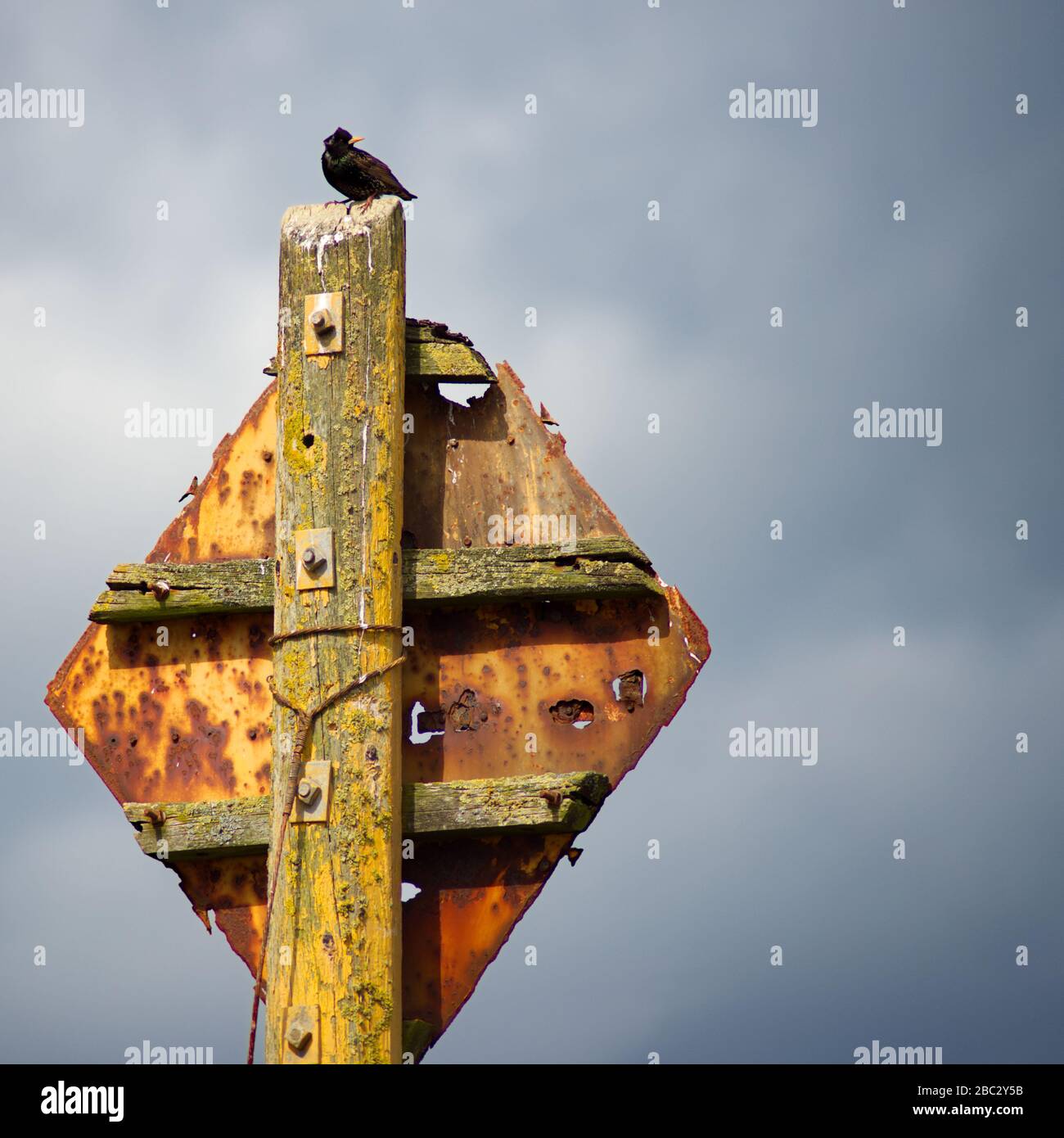 starling sitting on diamond shaped rusted sign Stock Photo - Alamy