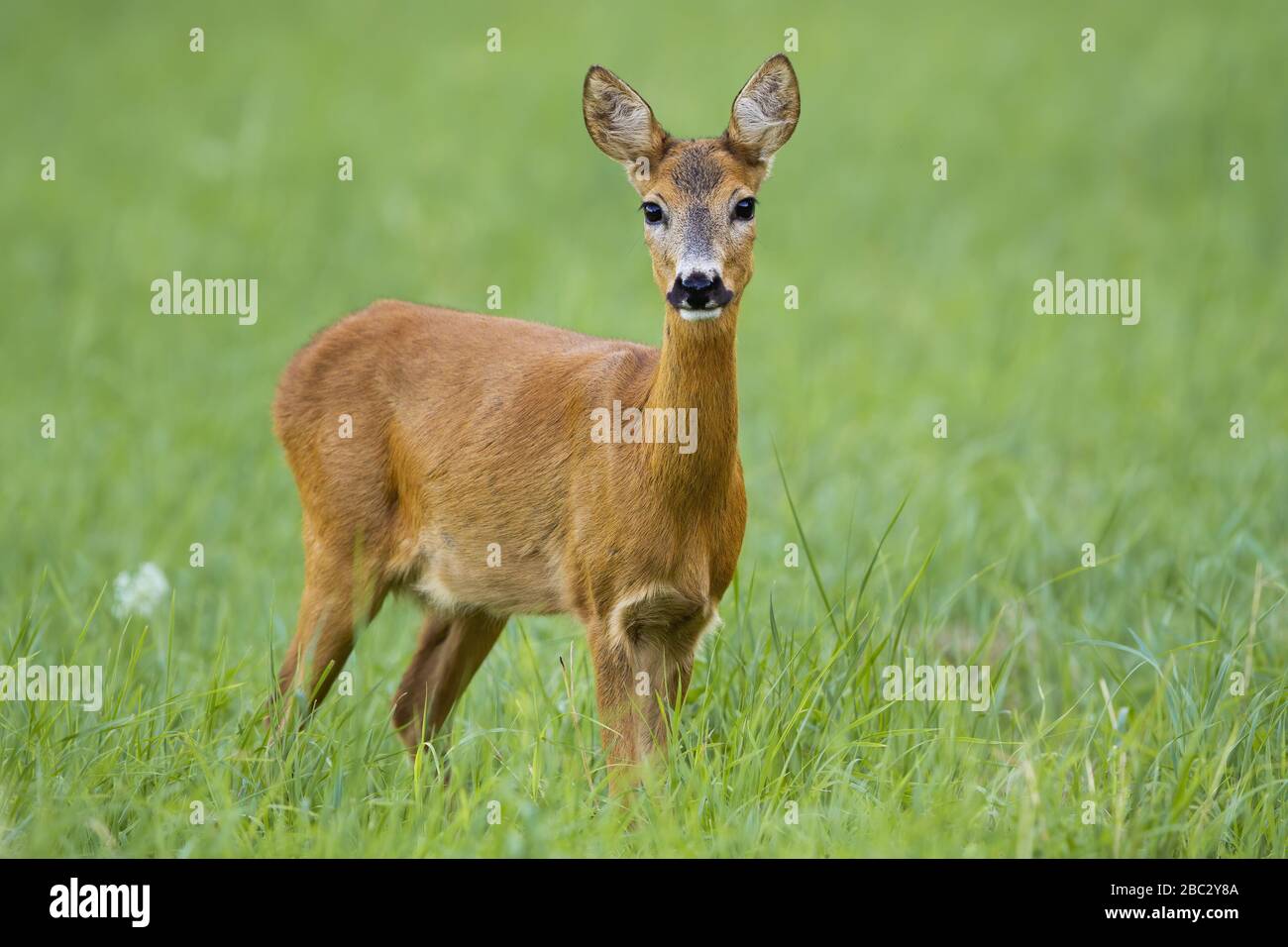 Innocent roe deer doe hi-res stock photography and images - Alamy