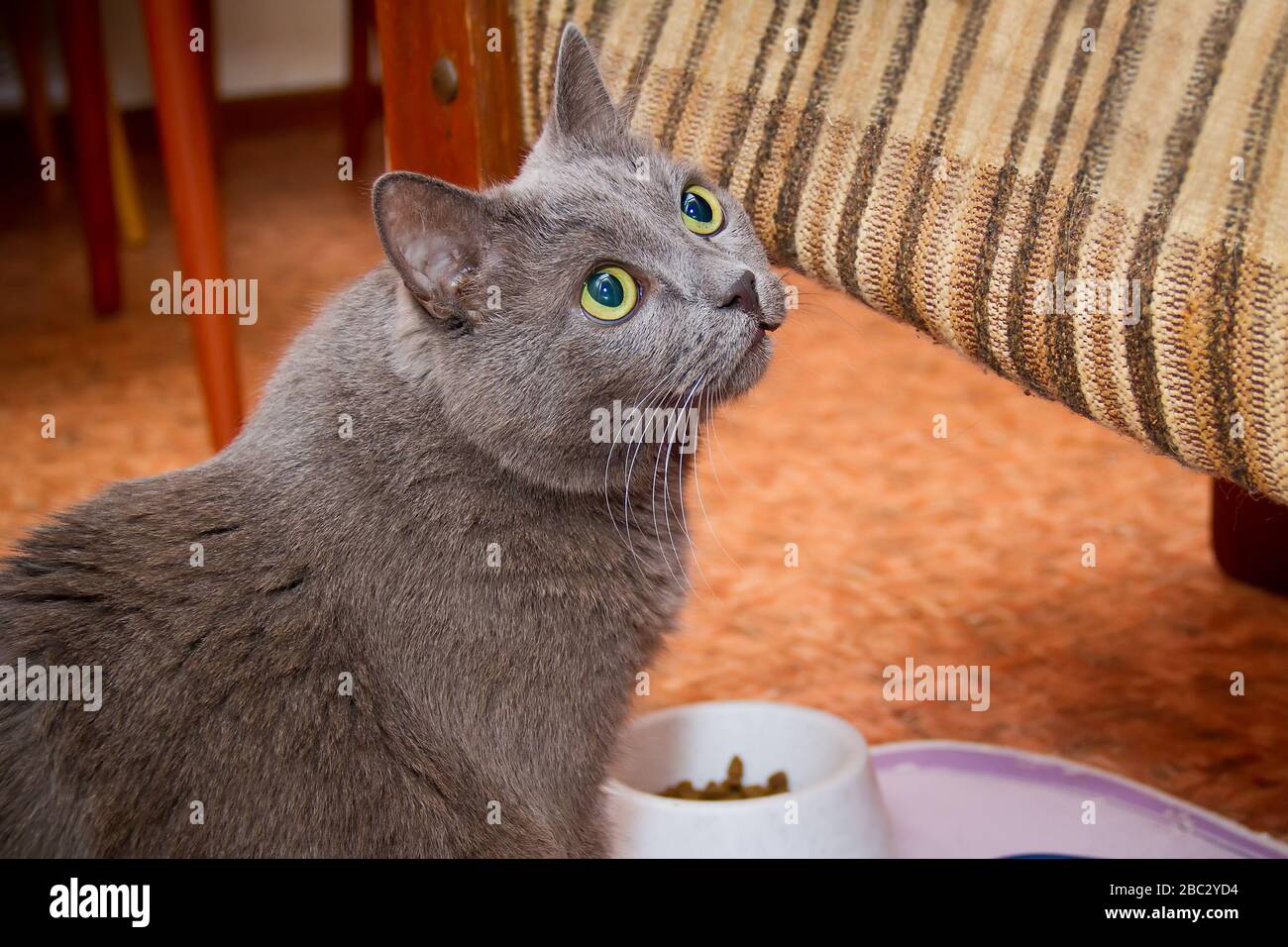 Domestic cat food dish hi-res stock photography and images - Alamy