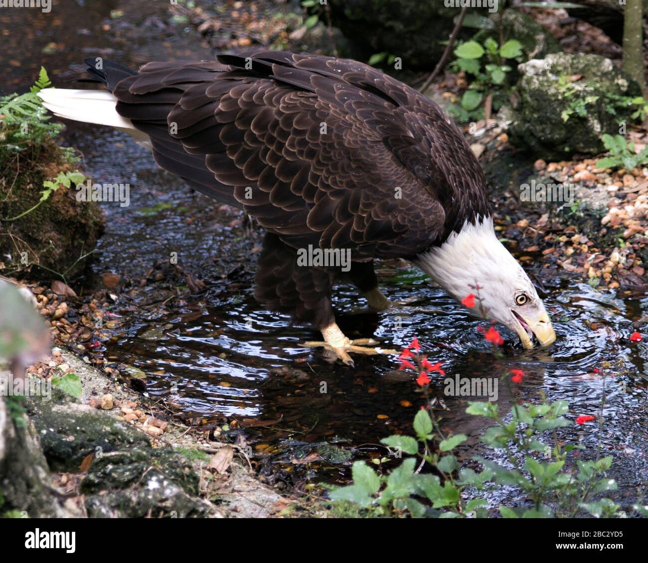 Bald Eagle bird close-up profile view drinking water in the river with ...
