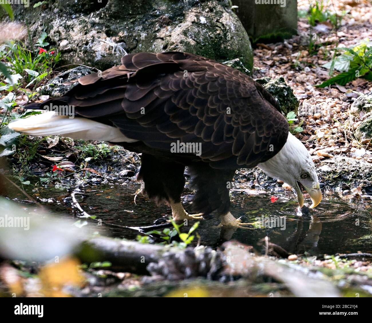 Bald Eagle bird close-up profile view drinking water in the river with ...