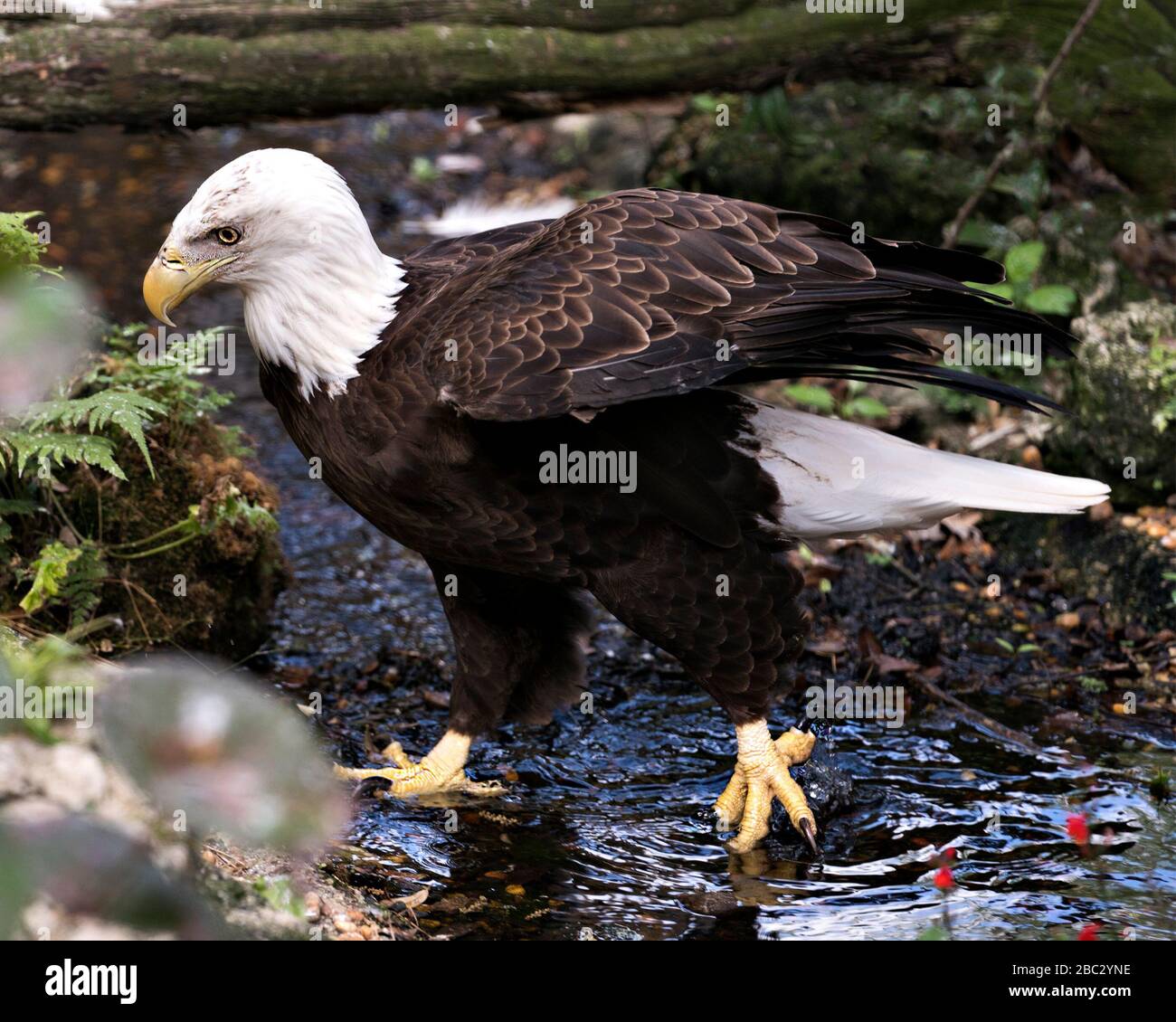 Bald Eagle bird close-up profile view perched on a branch with bokeh ...