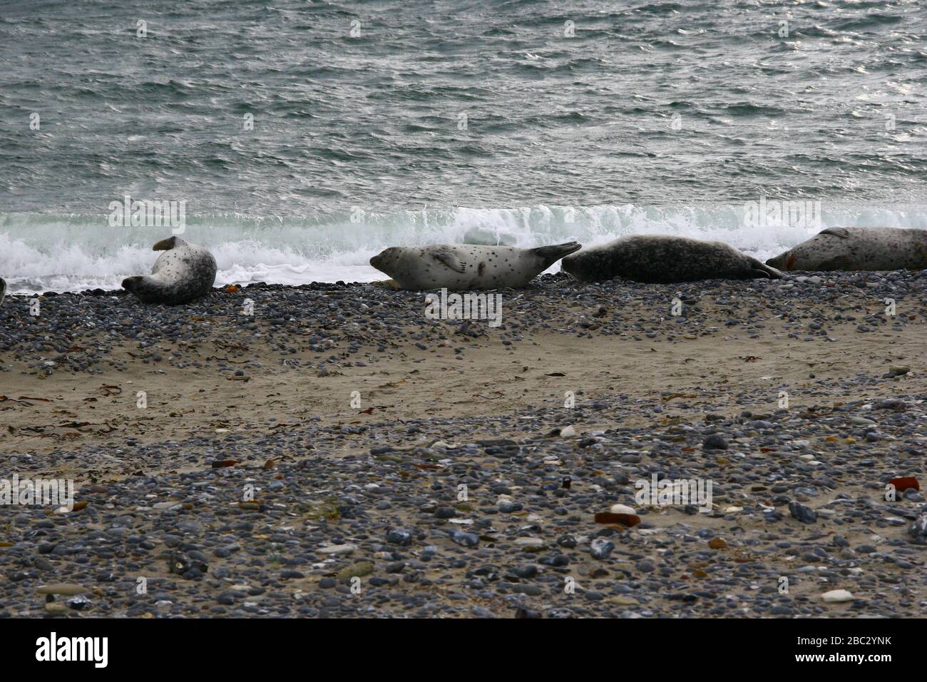 Seerobben hi-res stock photography and images - Alamy