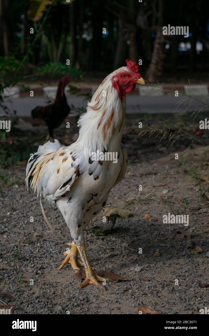 Chicken crossing hi-res stock photography and images - Alamy