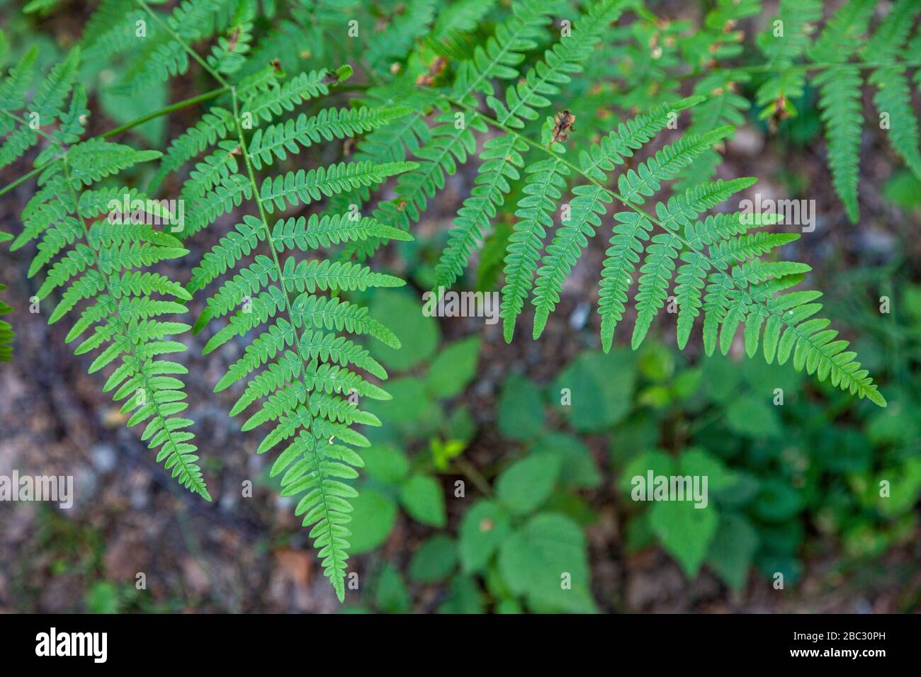 german forest in summer with trees and fern Stock Photo - Alamy