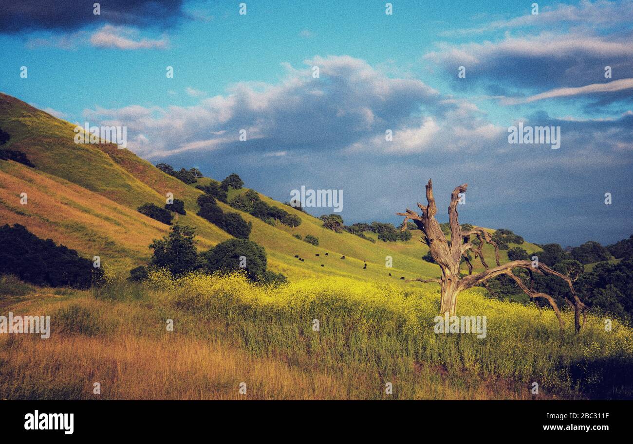 Walnut ridge hi-res stock photography and images - Alamy