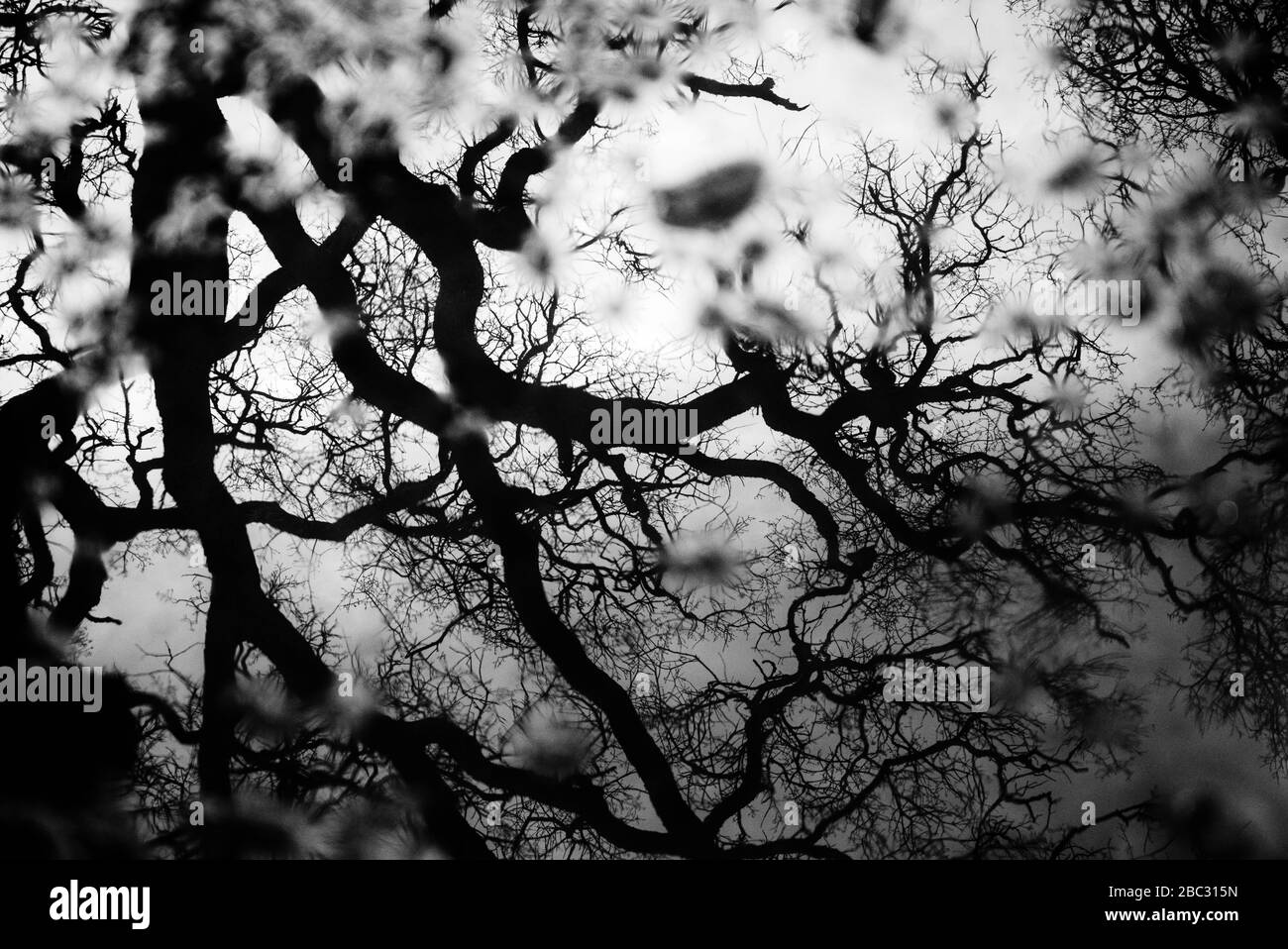 Oak tree reflection hi-res stock photography and images - Alamy