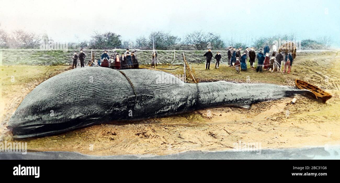 Stranding hi-res stock photography and images - Alamy