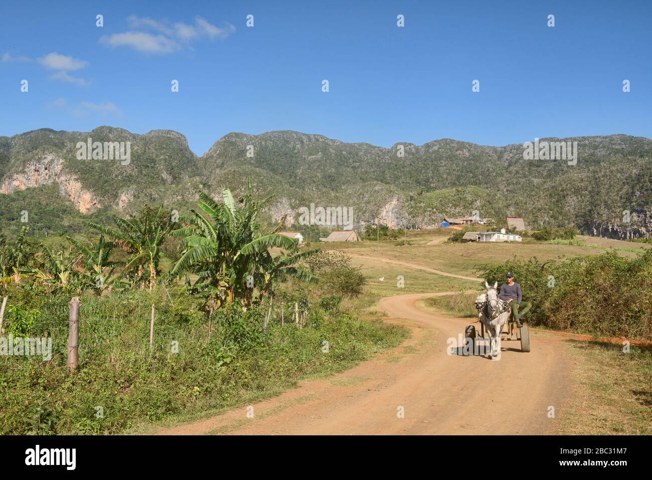 Rural scenes from the tobacco region of the Viñales Valley, Cuba Stock ...