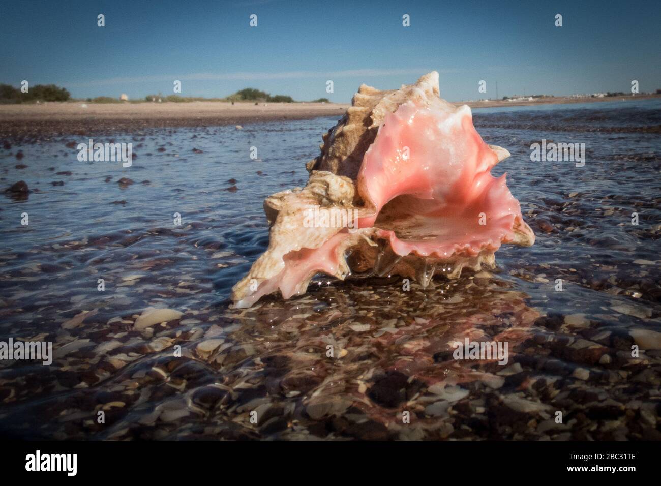 A pink and white seashell sits in the rocky waters off Alcatraz Island ...