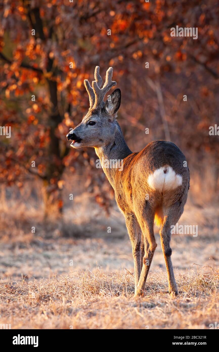 Strong roe deer buck chewing with open mouth on a meadow in evening ...