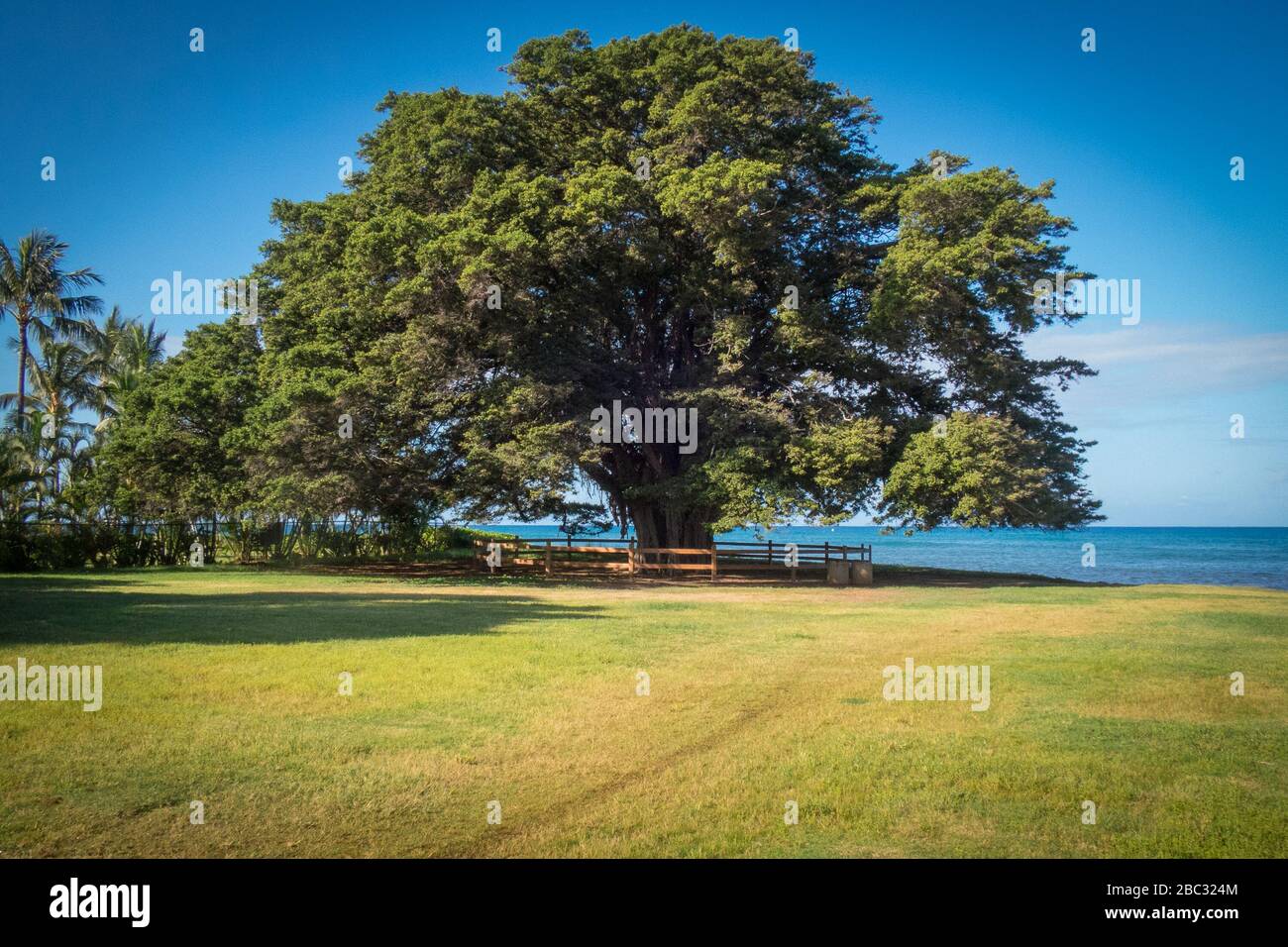 A lone banyan tree stands in a grassy field overlooking the Pacific ...
