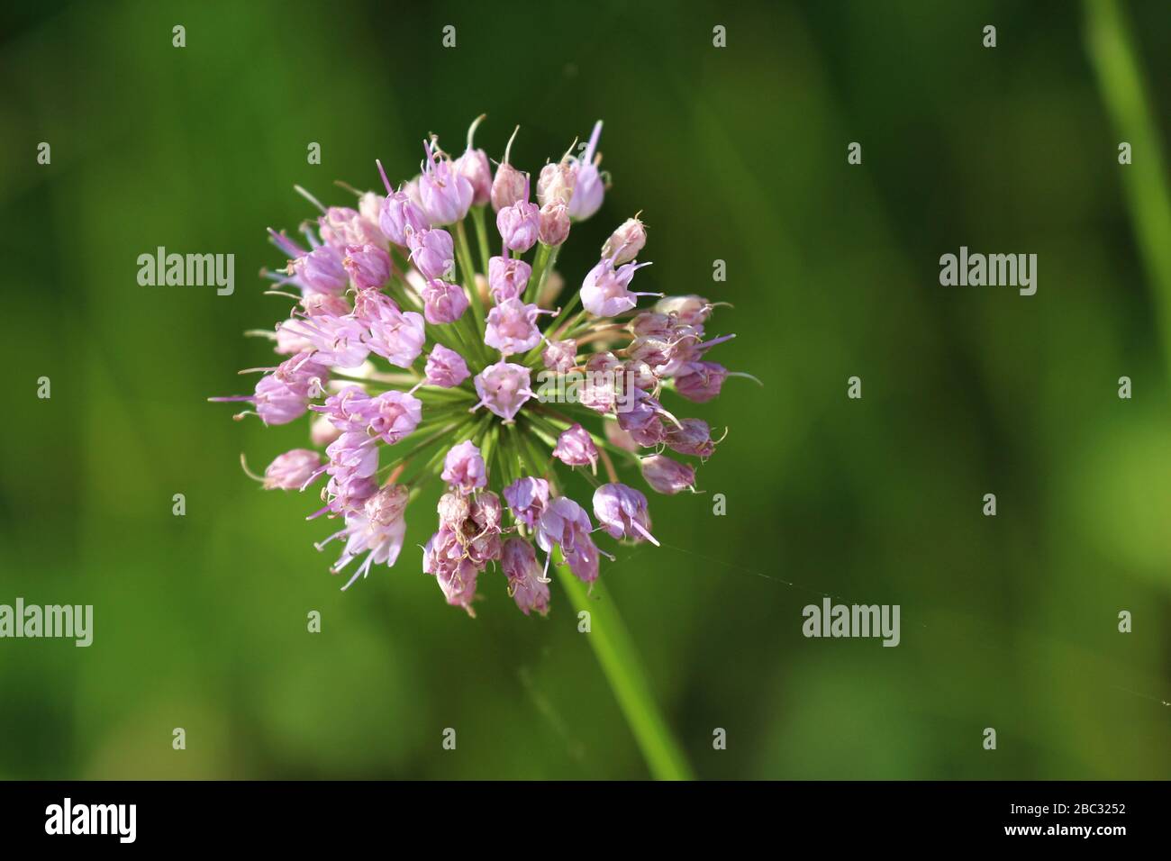 Allium pink moon hi-res stock photography and images - Alamy