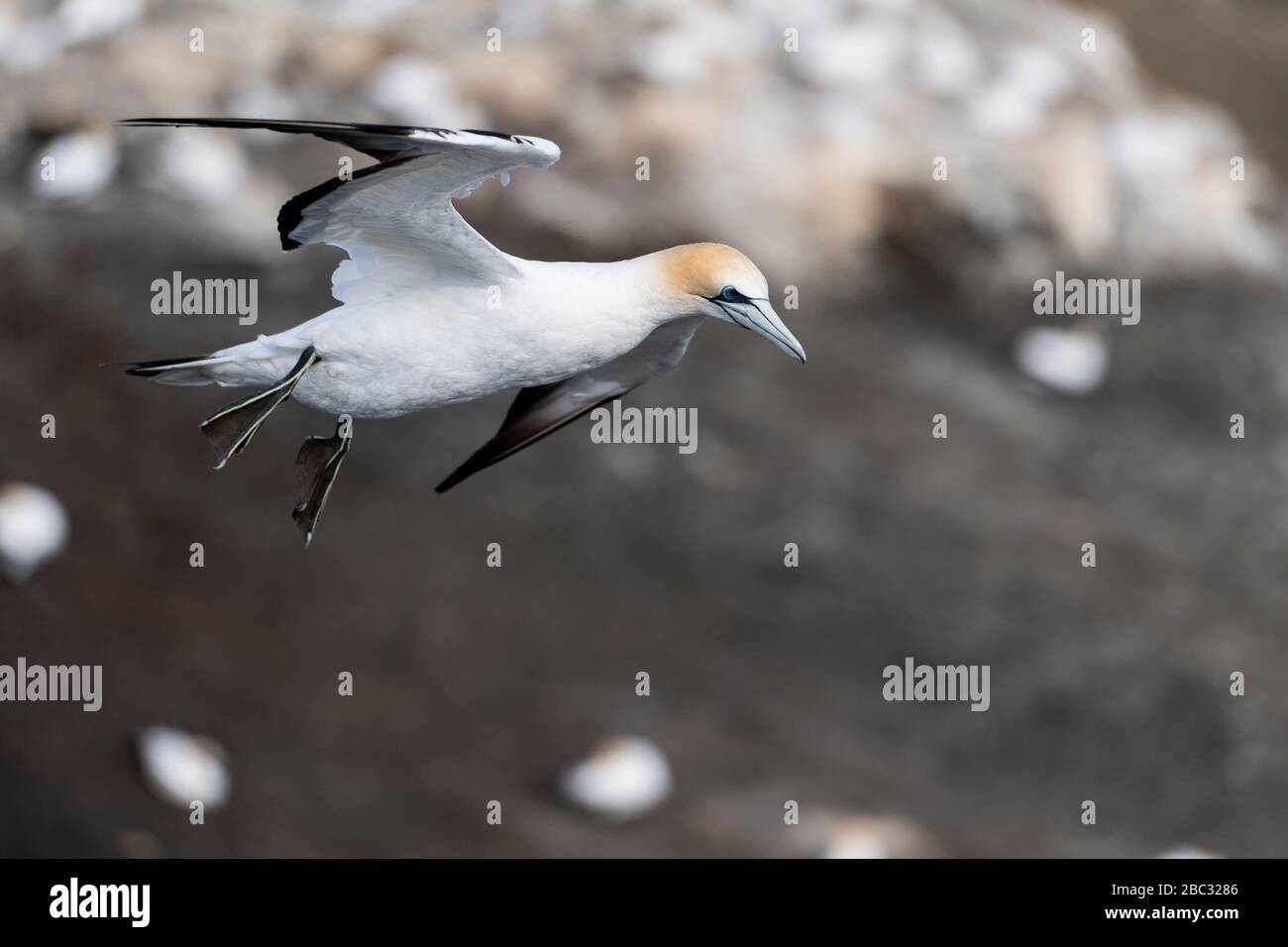 Four toed feet hi-res stock photography and images - Alamy