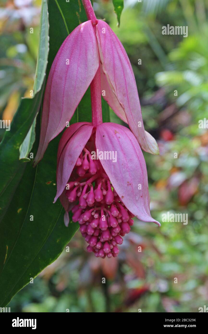 Medinilla medinilla magnifica flower hi-res stock photography and ...