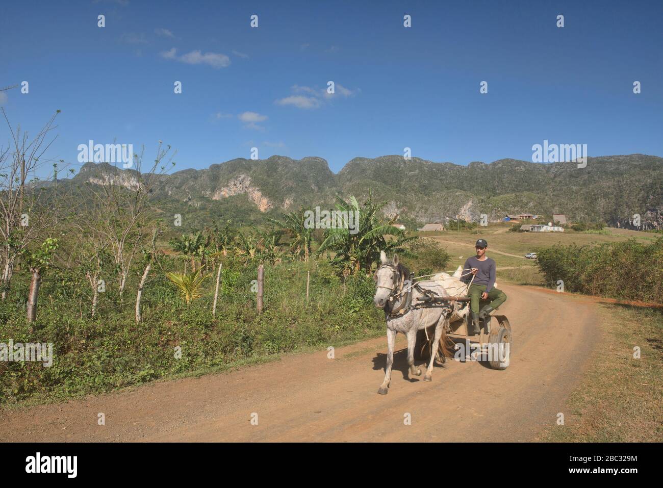Rural scenes from the tobacco region of the Viñales Valley, Cuba Stock ...