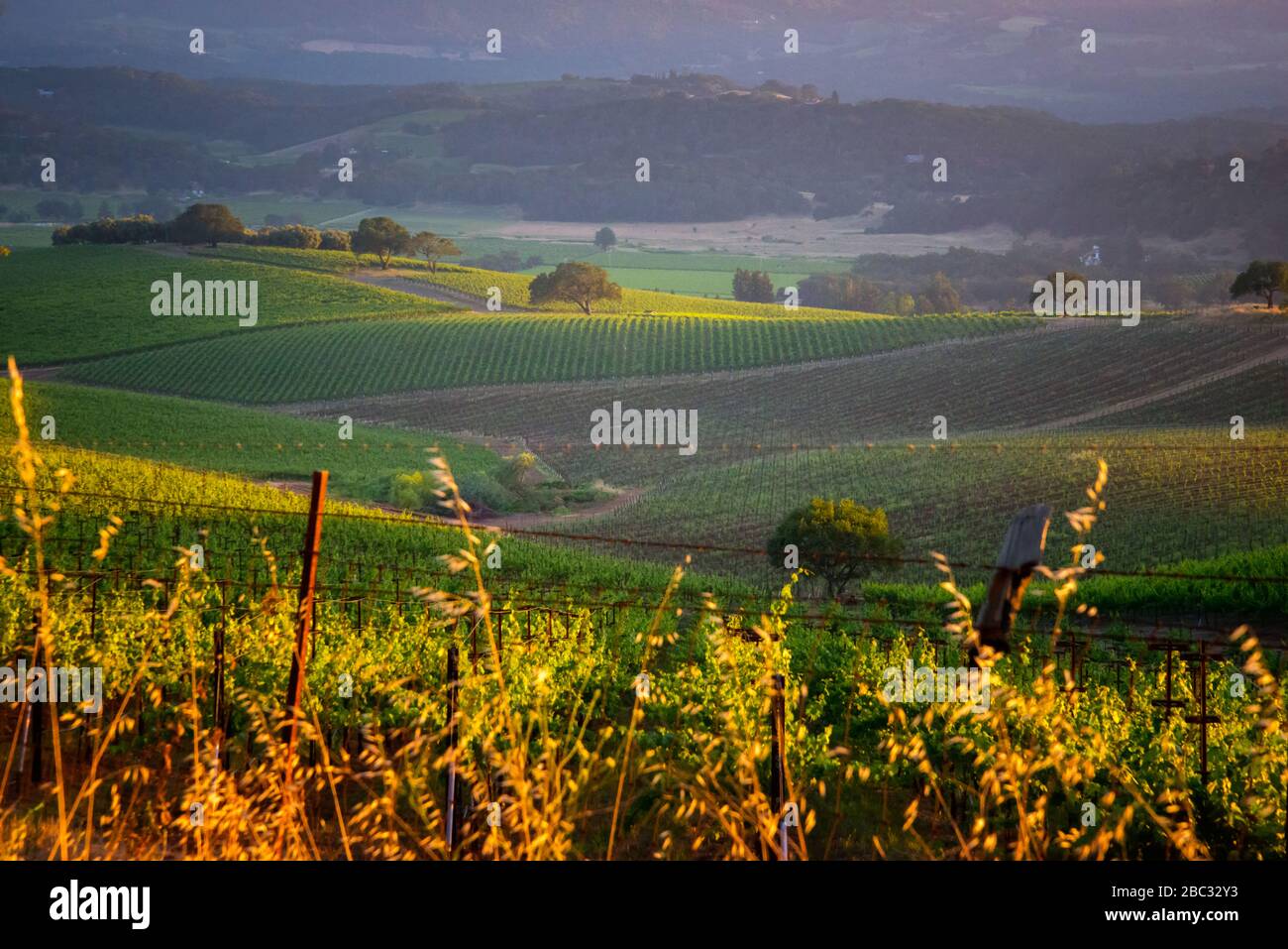 Napa Valley vineyards, sunset Stock Photo - Alamy