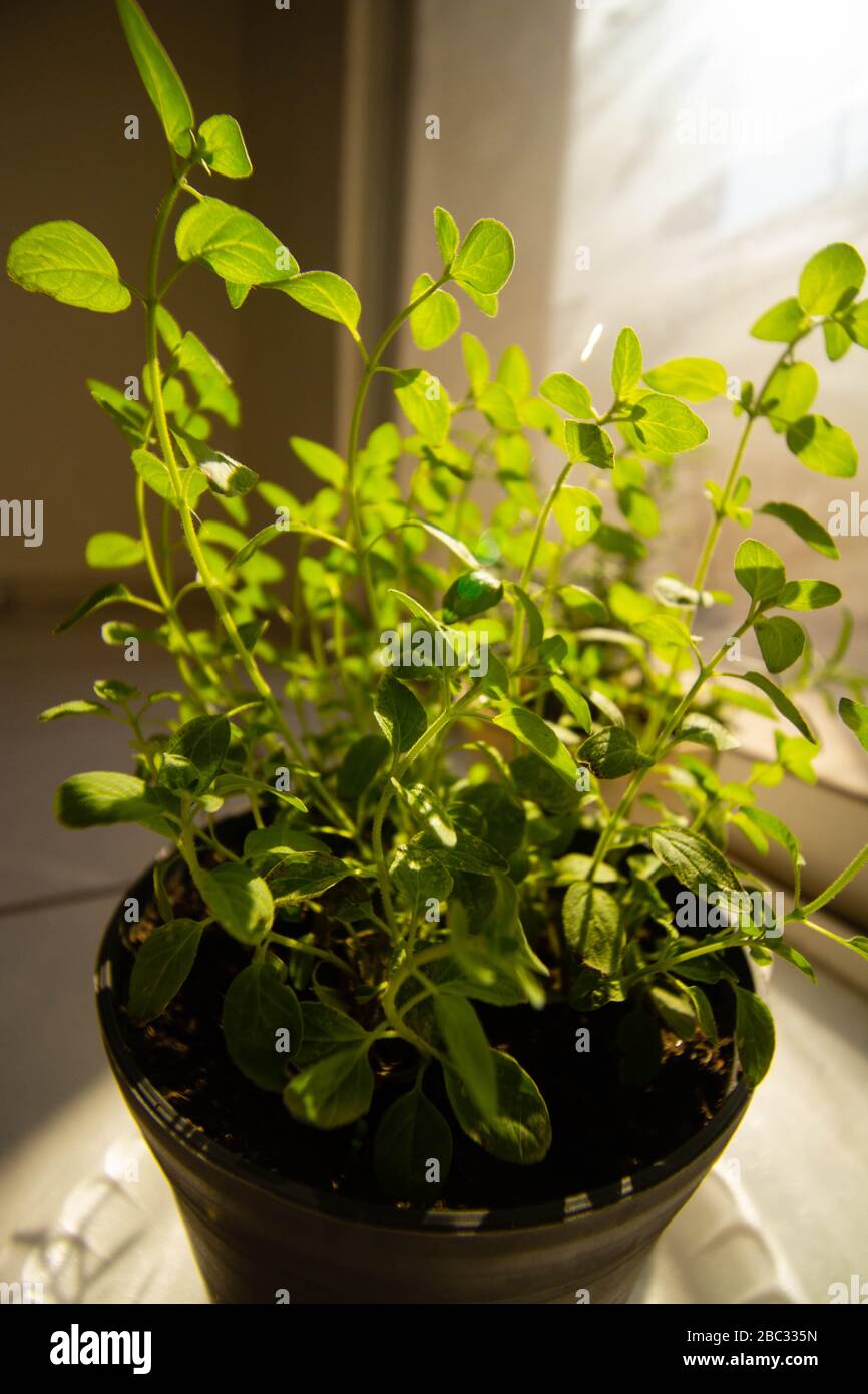 Spectacular green house hi-res stock photography and images - Alamy