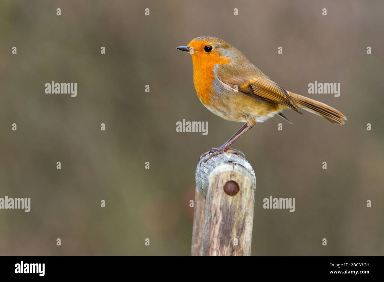 Robin [ Erithacus rubecula ] on wooden garden spade handle Stock Photo ...