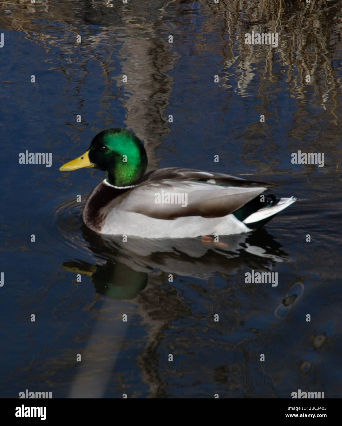 A duck swimming in the water Stock Photo - Alamy