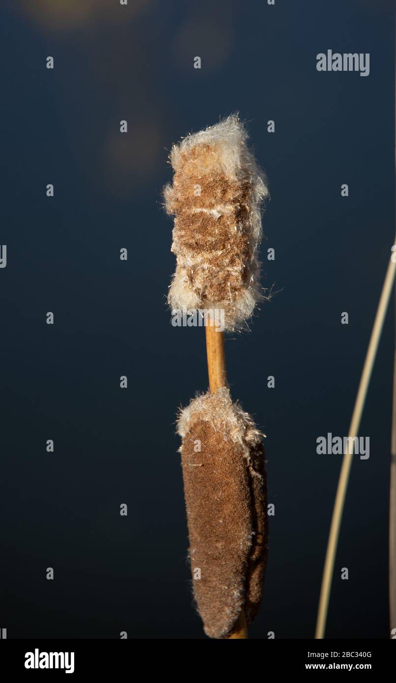 Cat tail plant hi-res stock photography and images - Alamy