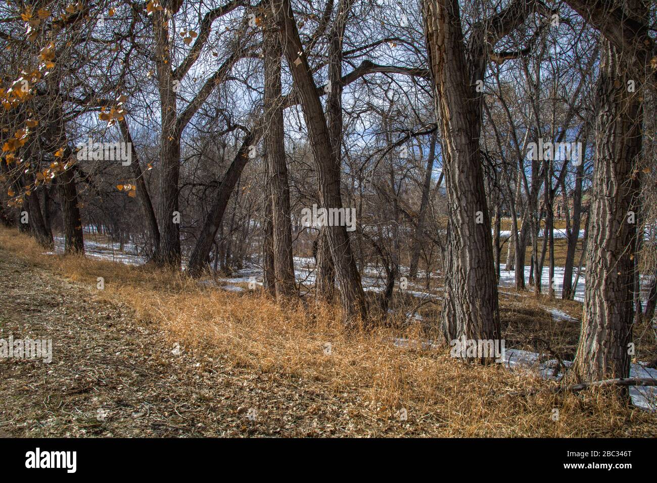 Group trees in natural hi-res stock photography and images - Alamy