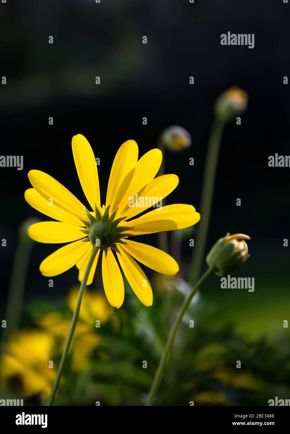 Daisy stem hi-res stock photography and images - Alamy