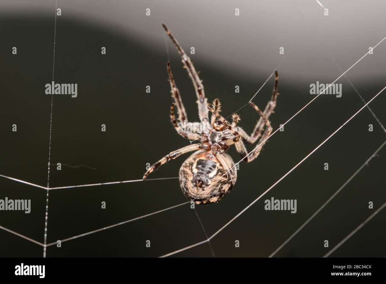 Orb Weaver Spider Builds A Web II Stock Photo - Alamy
