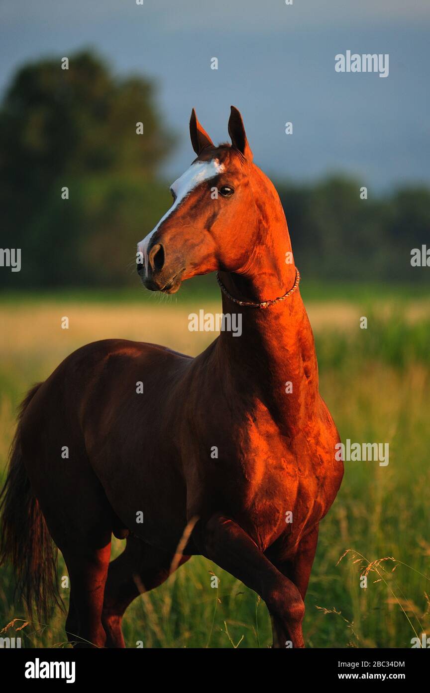 Portrait of a chestnut Akhal Teke stallion walking in the field in the ...
