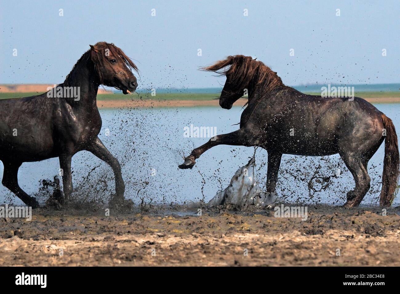 Russian don horse on summer hi-res stock photography and images - Alamy