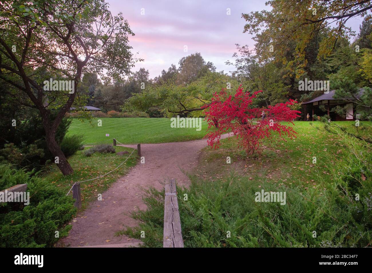 Fantastic red autumn tree - falling in Japanese garden Stock Photo - Alamy
