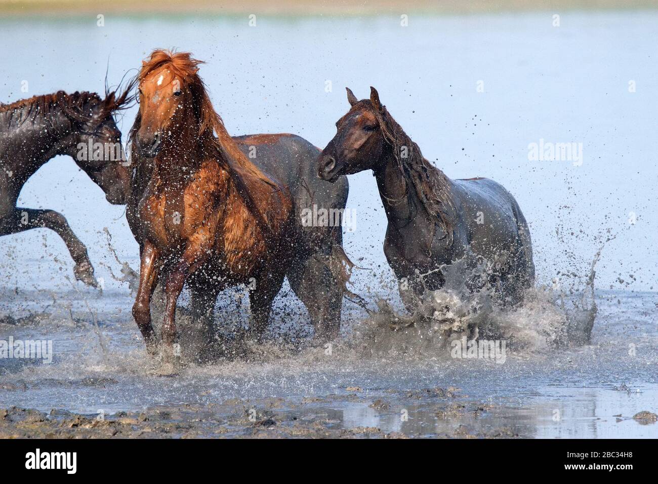 Horses splashing in water hi-res stock photography and images - Alamy