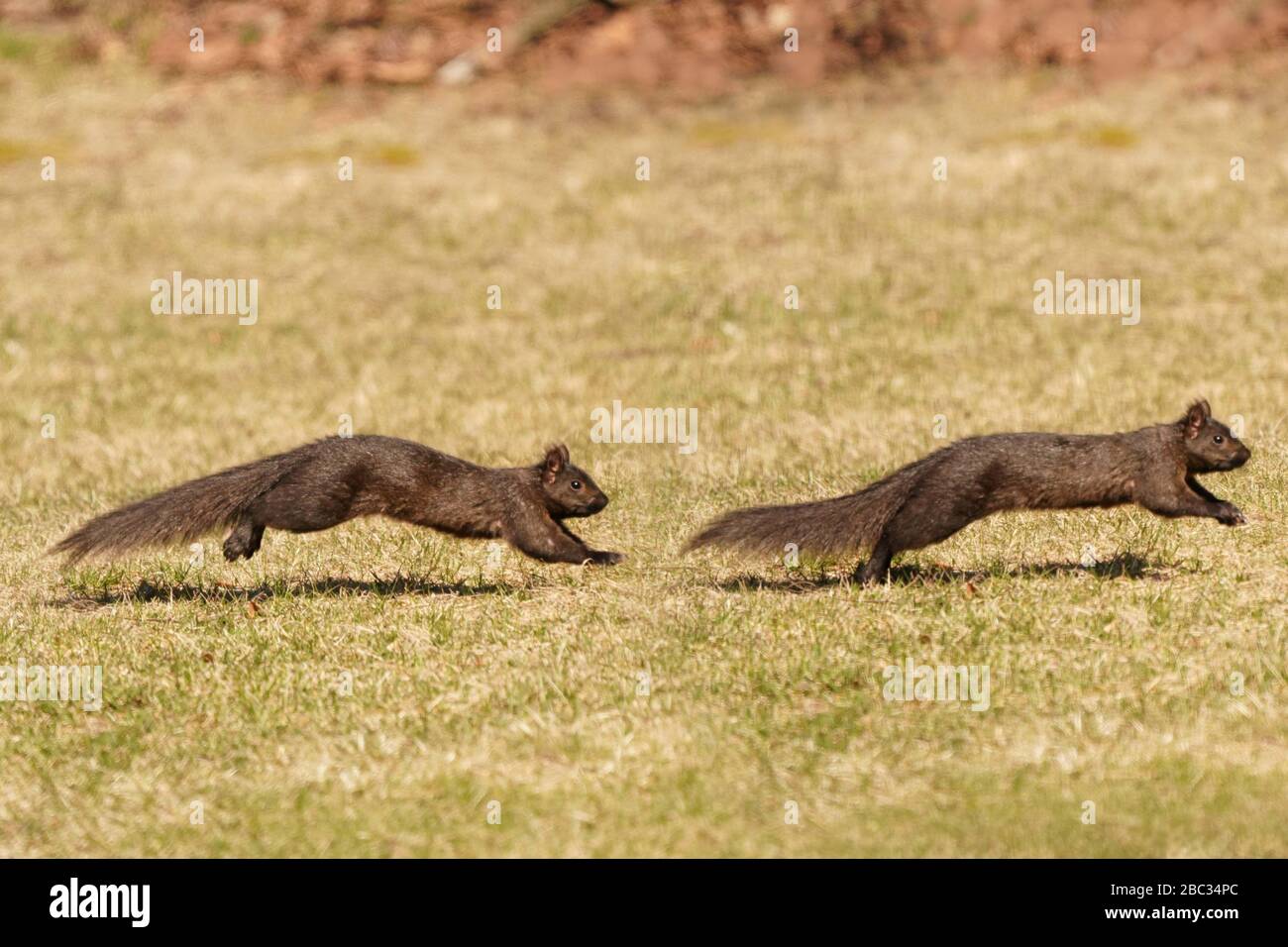 Leaping gait hi-res stock photography and images - Alamy