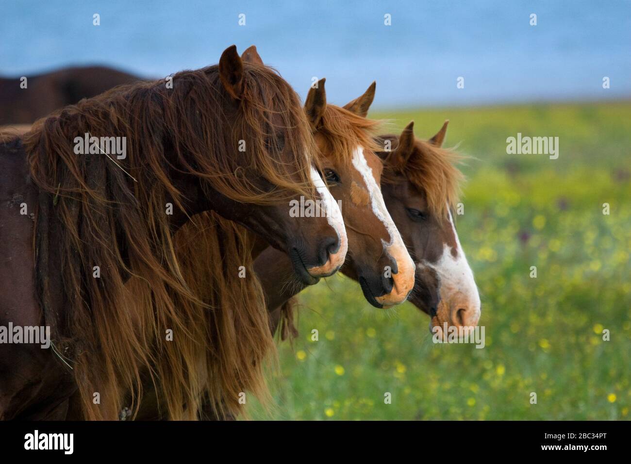 Horses on river hi-res stock photography and images - Alamy