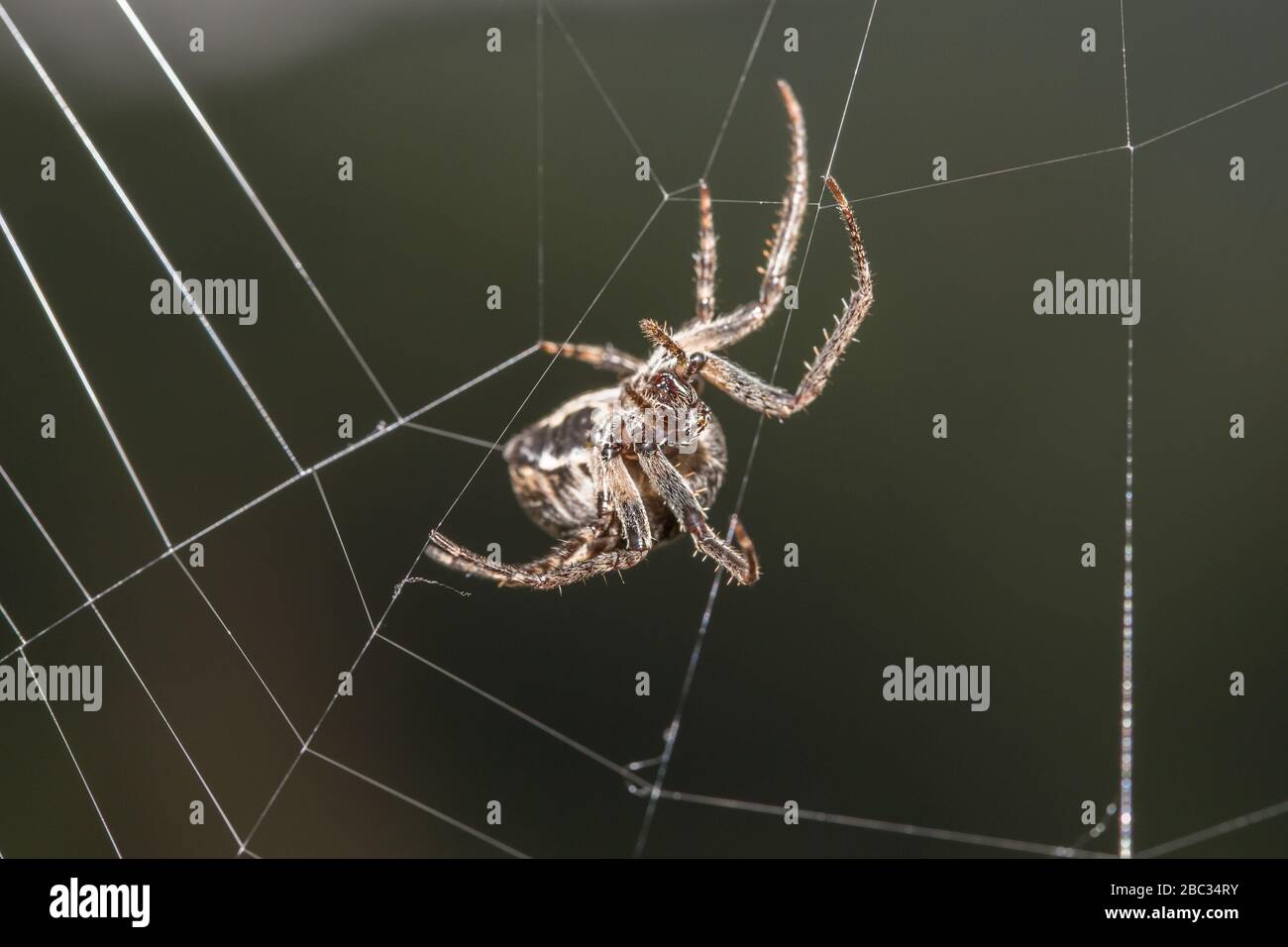 Spider web strand hi-res stock photography and images - Alamy