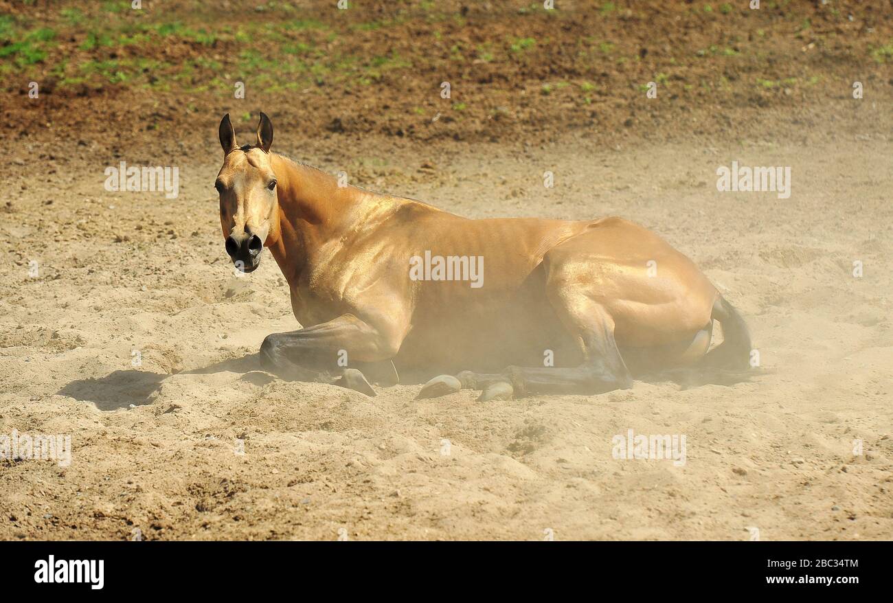 Golden Akhal Teke stallion lying in the sand paddock looking in the ...