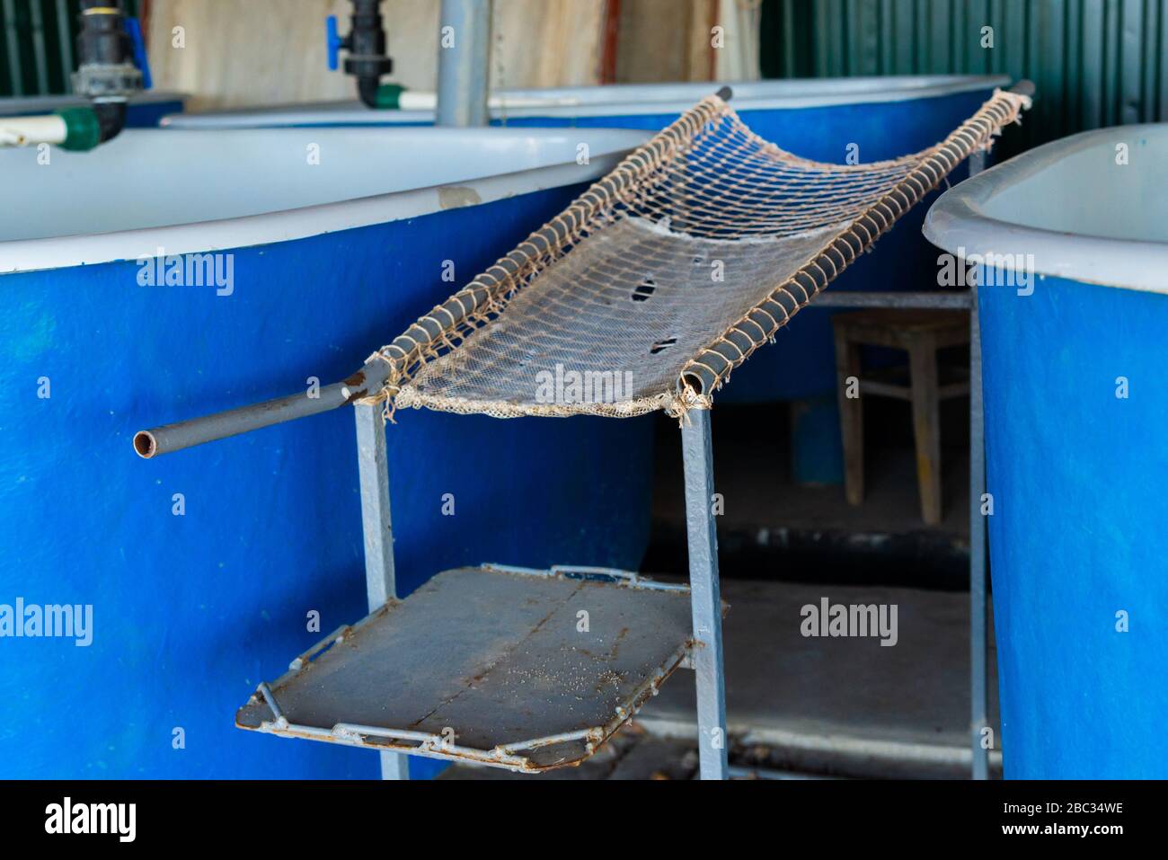 Table for extracting sturgeon caviar from an adult fish on fish farm ...