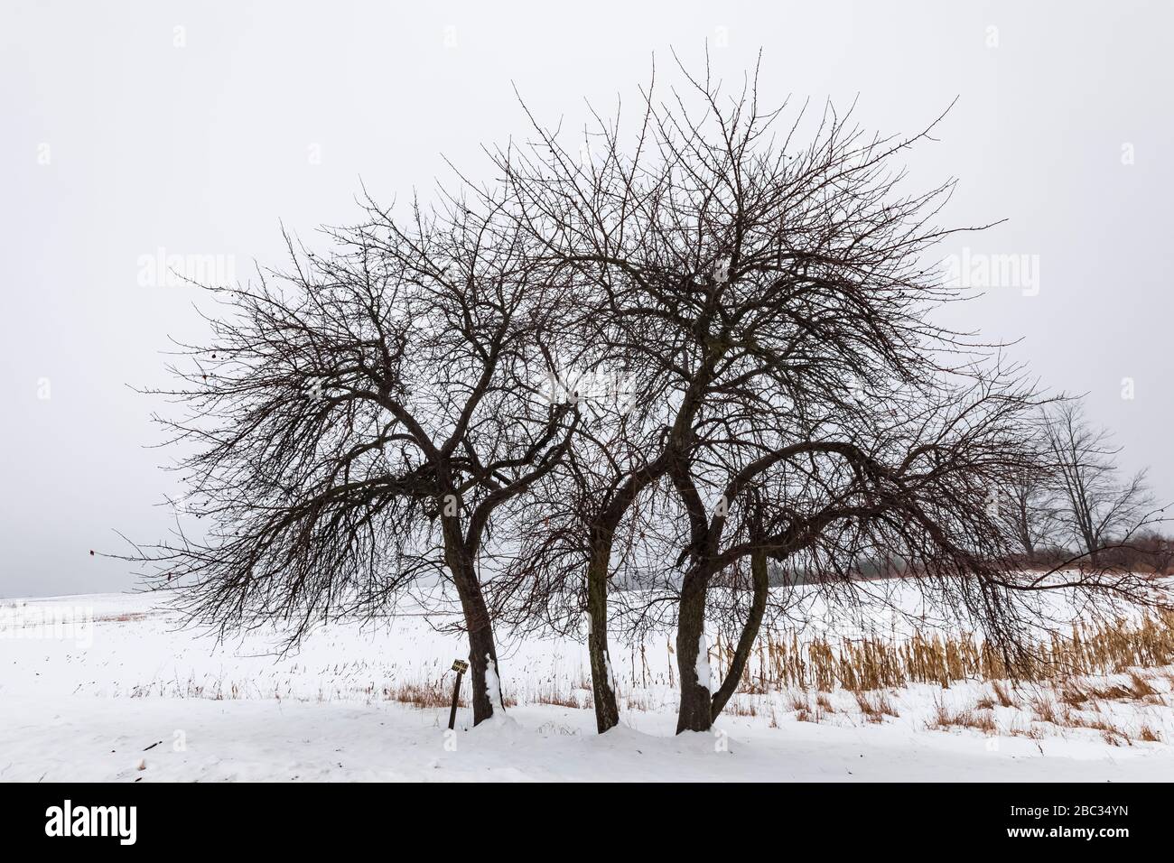 Apple tree with unharvested apples on a winter day near the village of ...