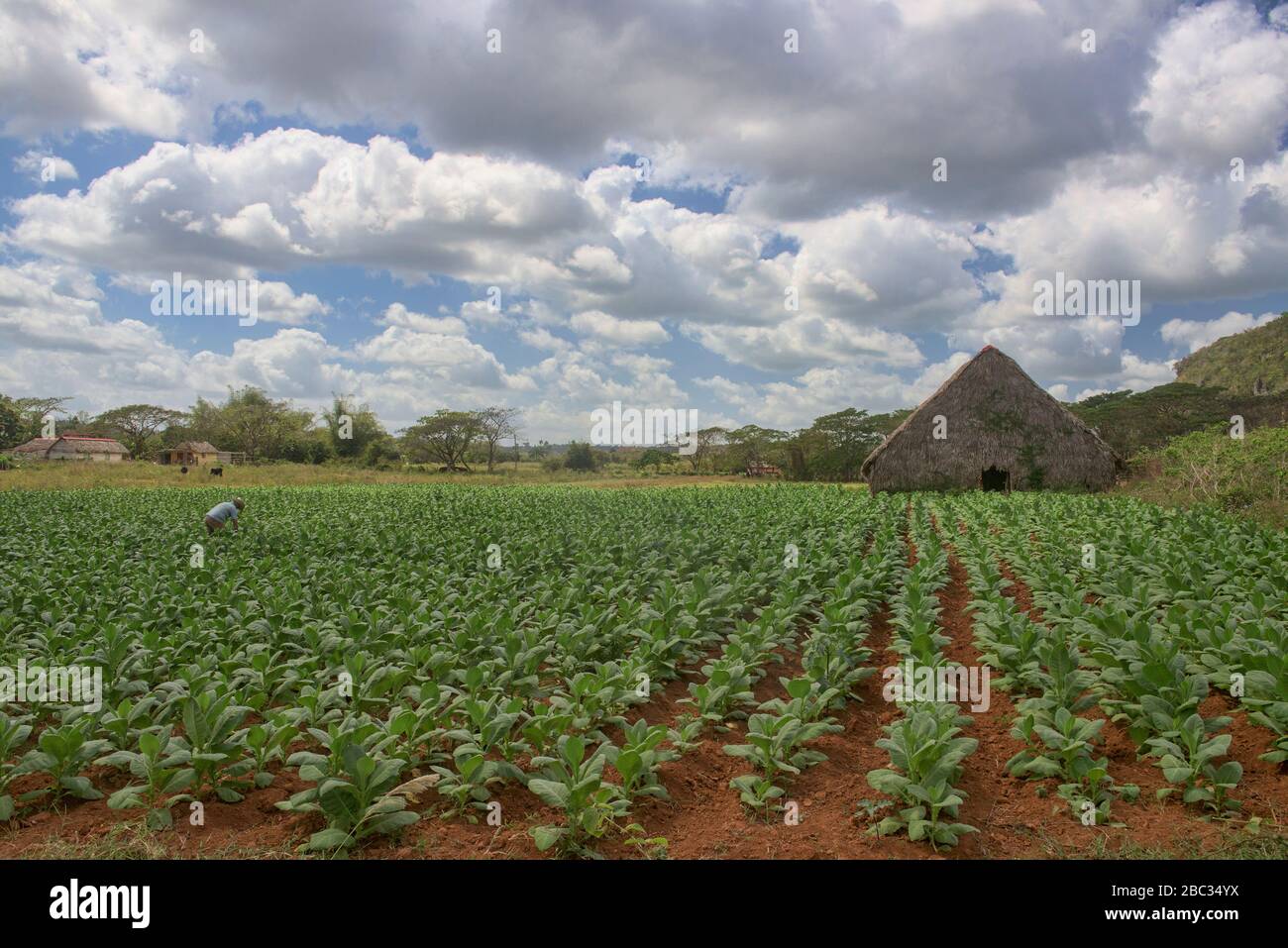 Working the tobacco fields, Viñales, Cuba Stock Photo - Alamy
